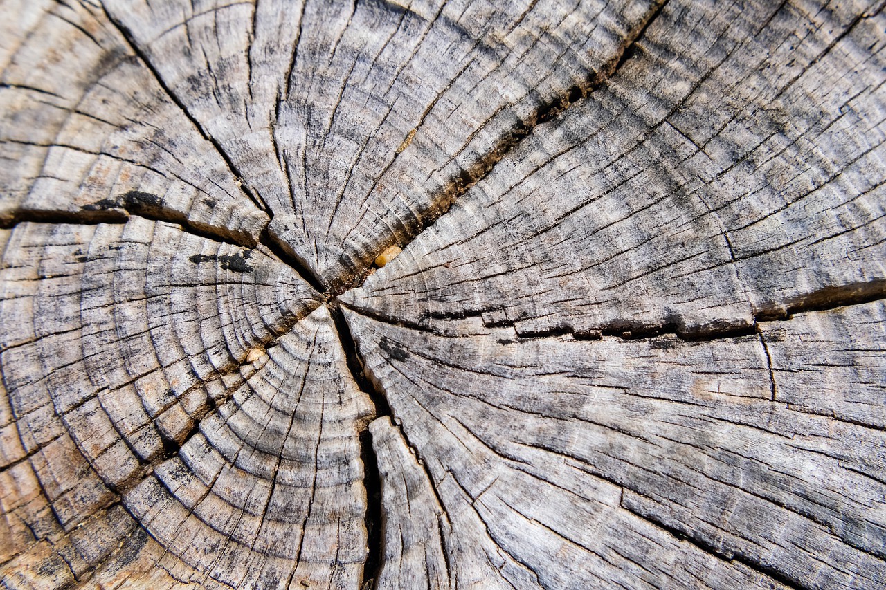 Bois et développement durable
